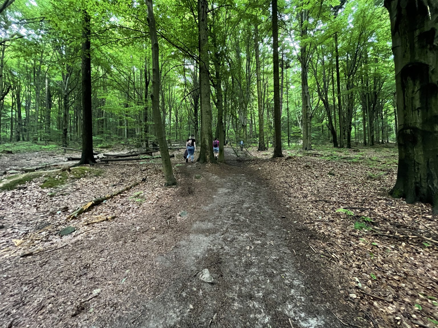 Łysica - najwyższy szczyt Gór Świętokrzyskich 614 m. n.p.m. - Guru Podróży