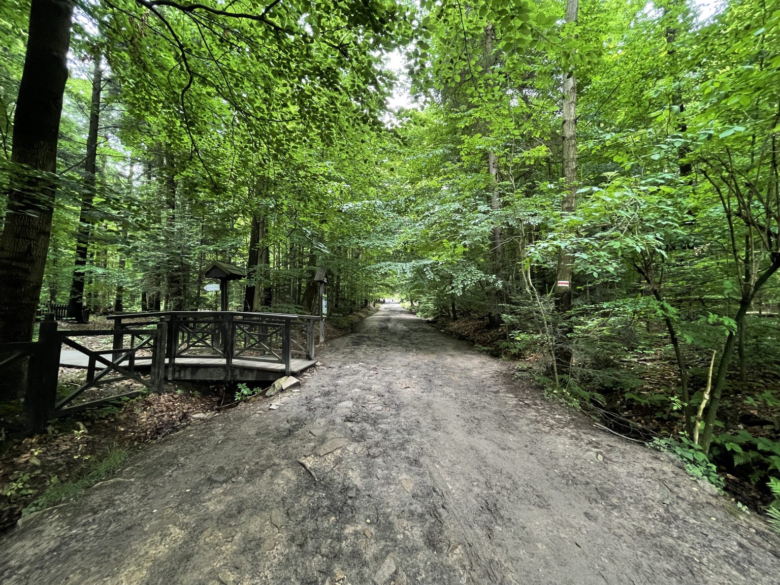 Łysica - najwyższy szczyt Gór Świętokrzyskich 614 m. n.p.m. - Guru Podróży