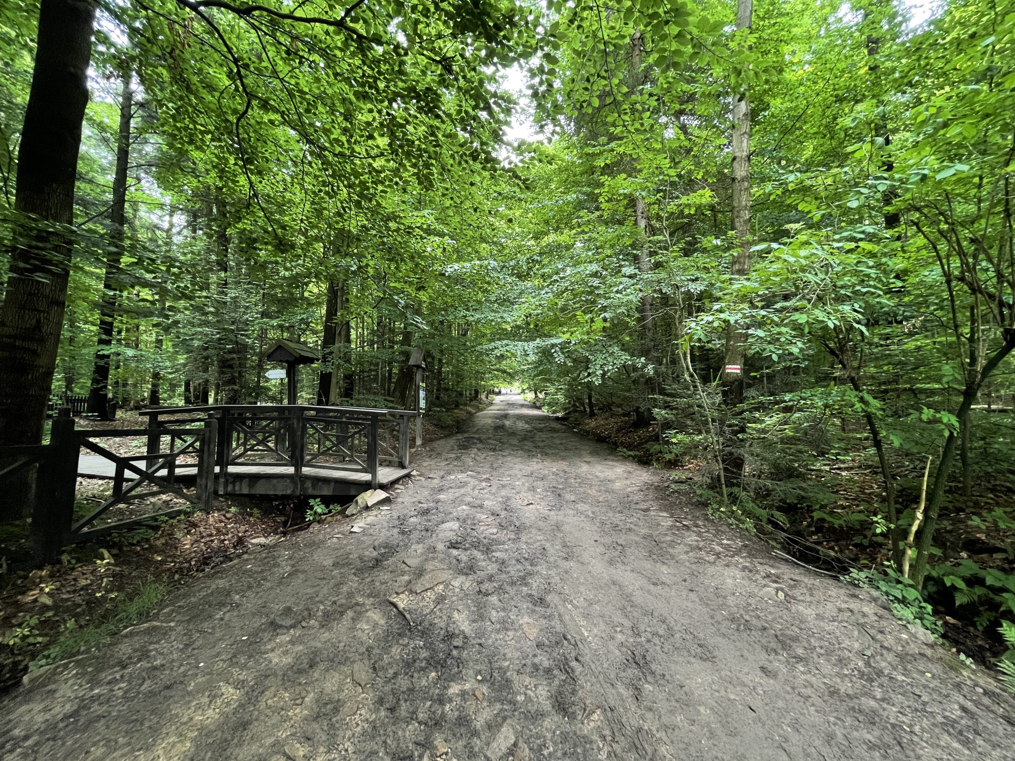 Łysica - najwyższy szczyt Gór Świętokrzyskich 614 m. n.p.m. - Guru Podróży