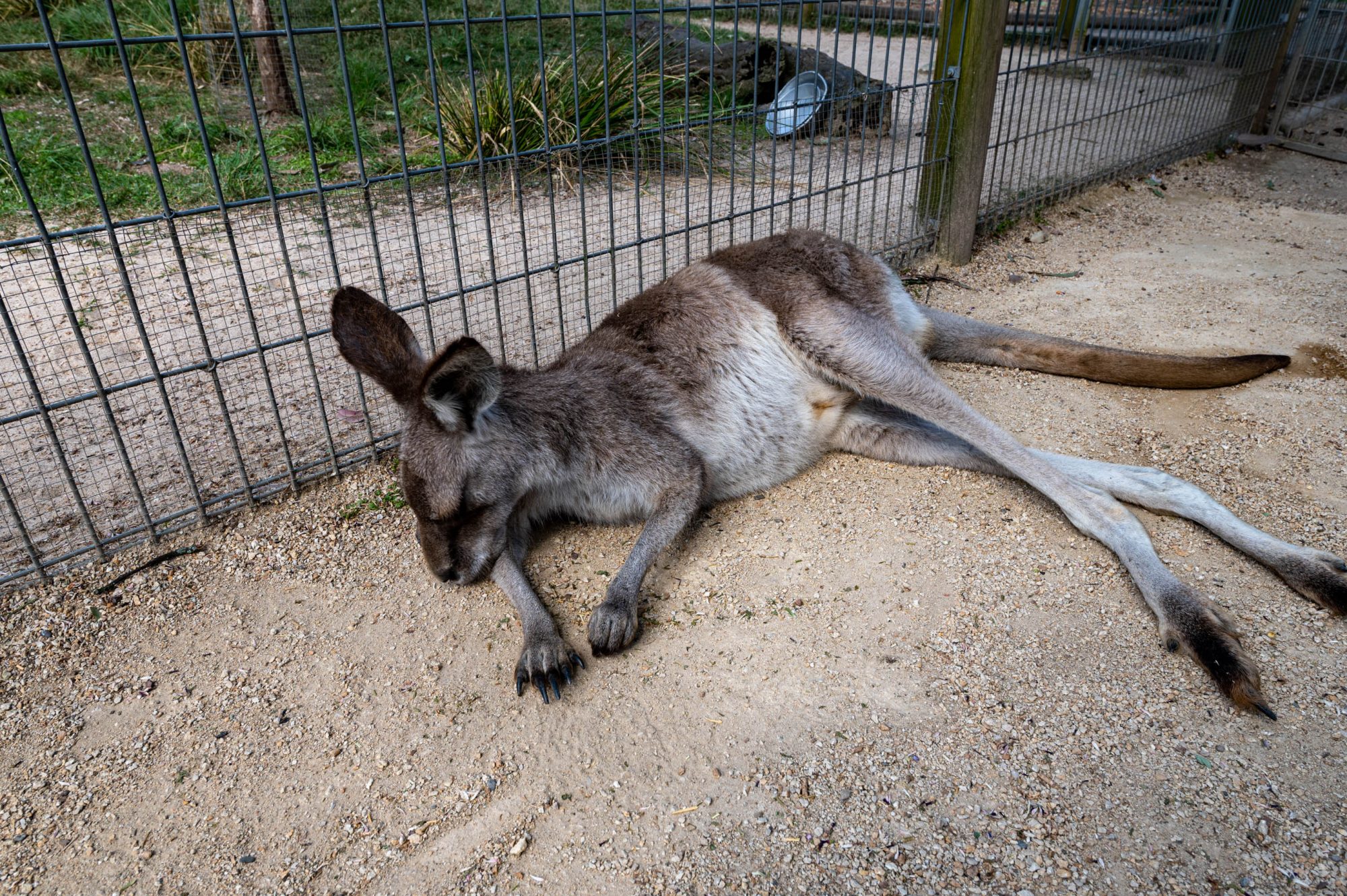 Gdzie zobaczyć kangury w Sydney - Featherdale! | Guru Podróży