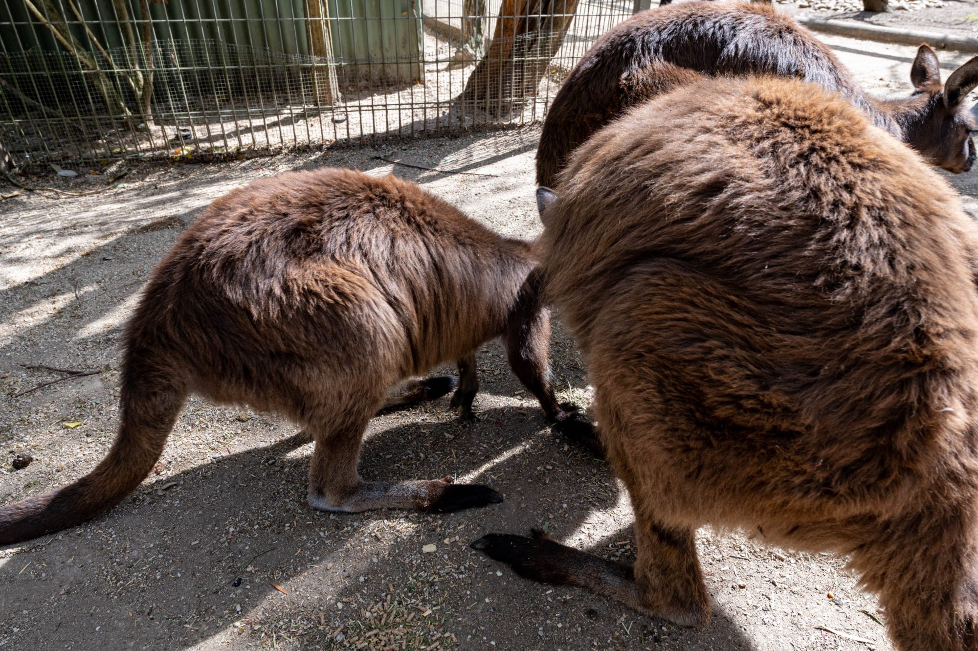 Gdzie zobaczyć kangury w Sydney - Featherdale! | Guru Podróży