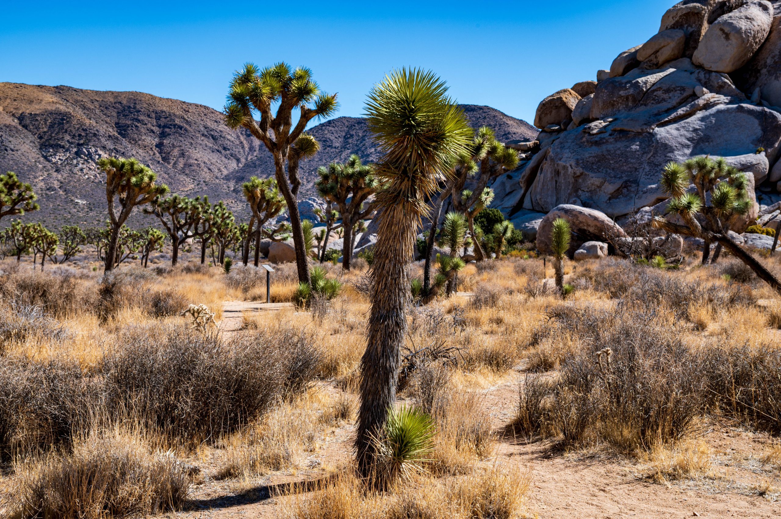 Park Joshua Tree - zwiedzanie, wjazd, bilety | Guru Podróży