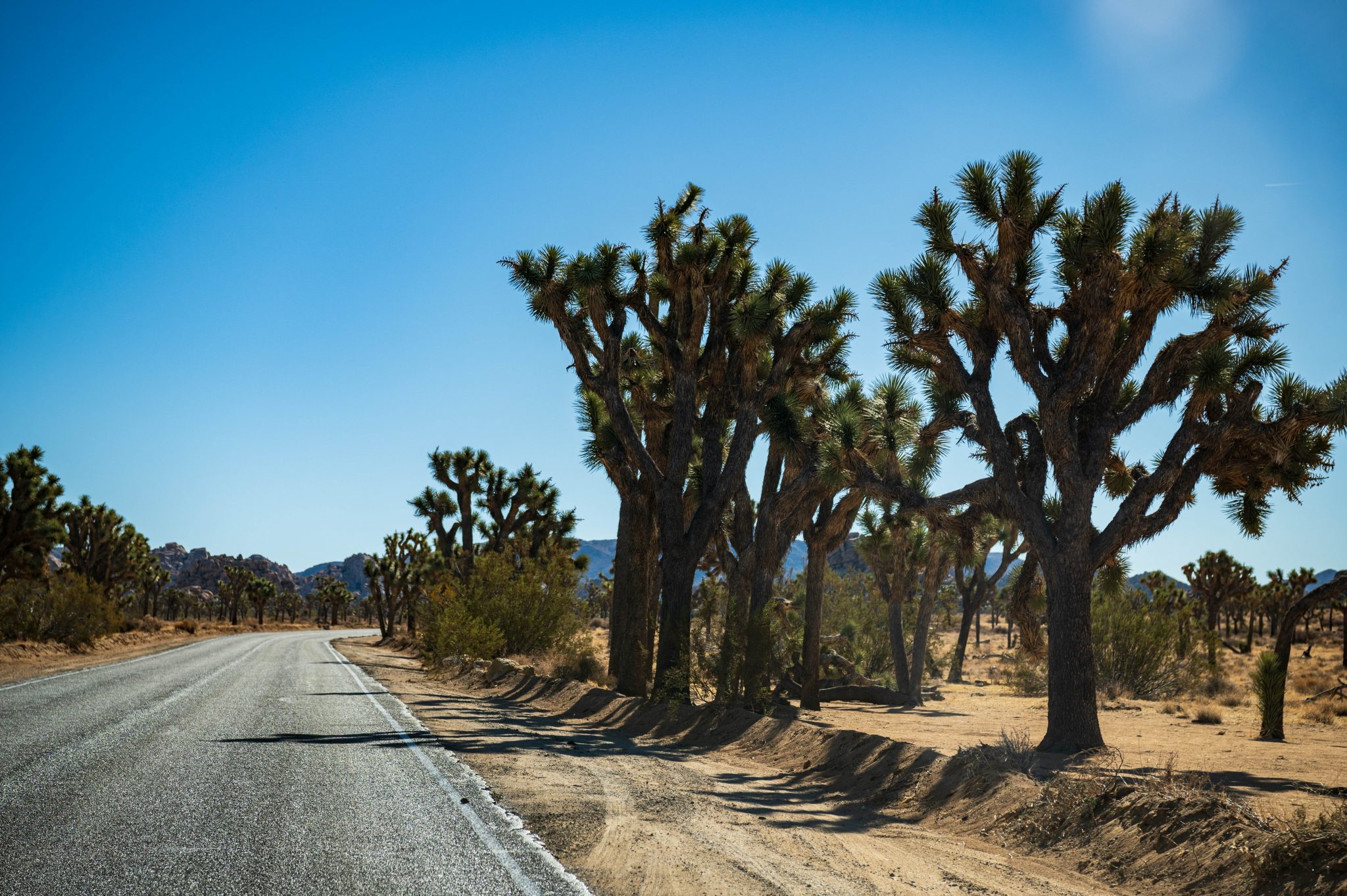 Park Joshua Tree - zwiedzanie, wjazd, bilety | Guru Podróży