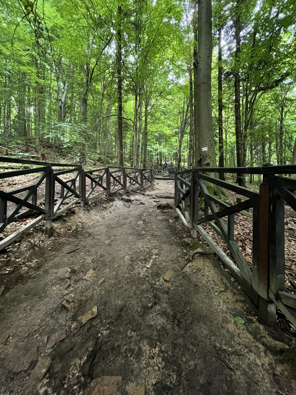 Łysica - najwyższy szczyt Gór Świętokrzyskich 614 m. n.p.m. - Guru Podróży