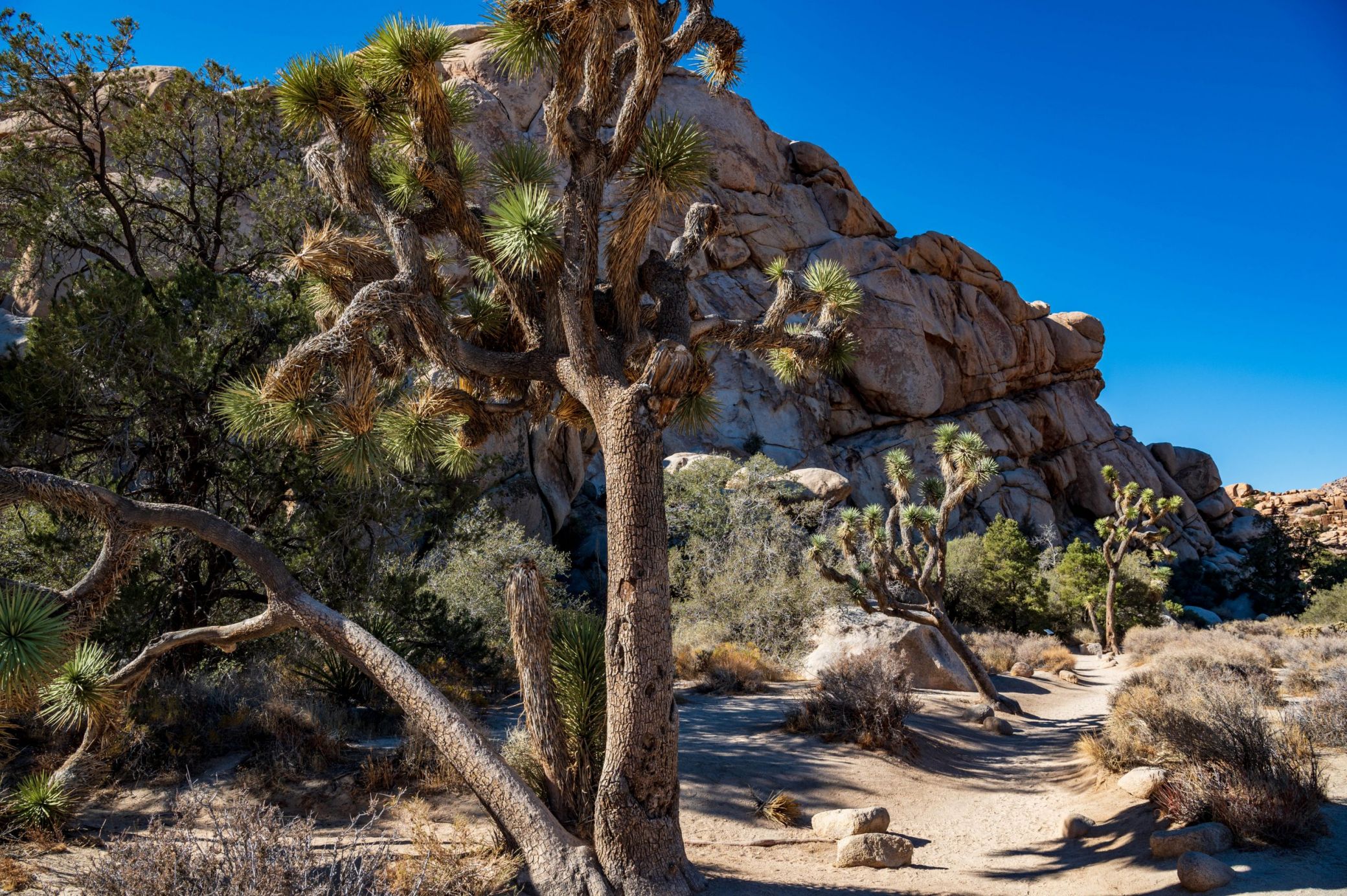 Park Joshua Tree - zwiedzanie, wjazd, bilety | Guru Podróży
