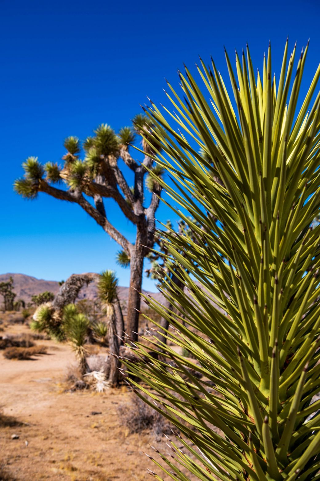 Park Joshua Tree - zwiedzanie, wjazd, bilety | Guru Podróży